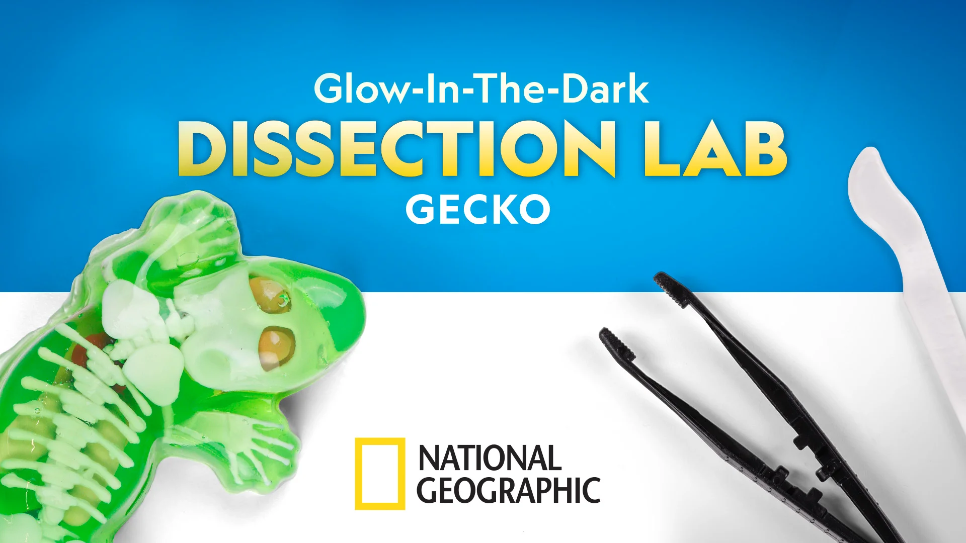 National Geographic - Glow-In-The-Dark Dissection Lab - Gecko Instructions