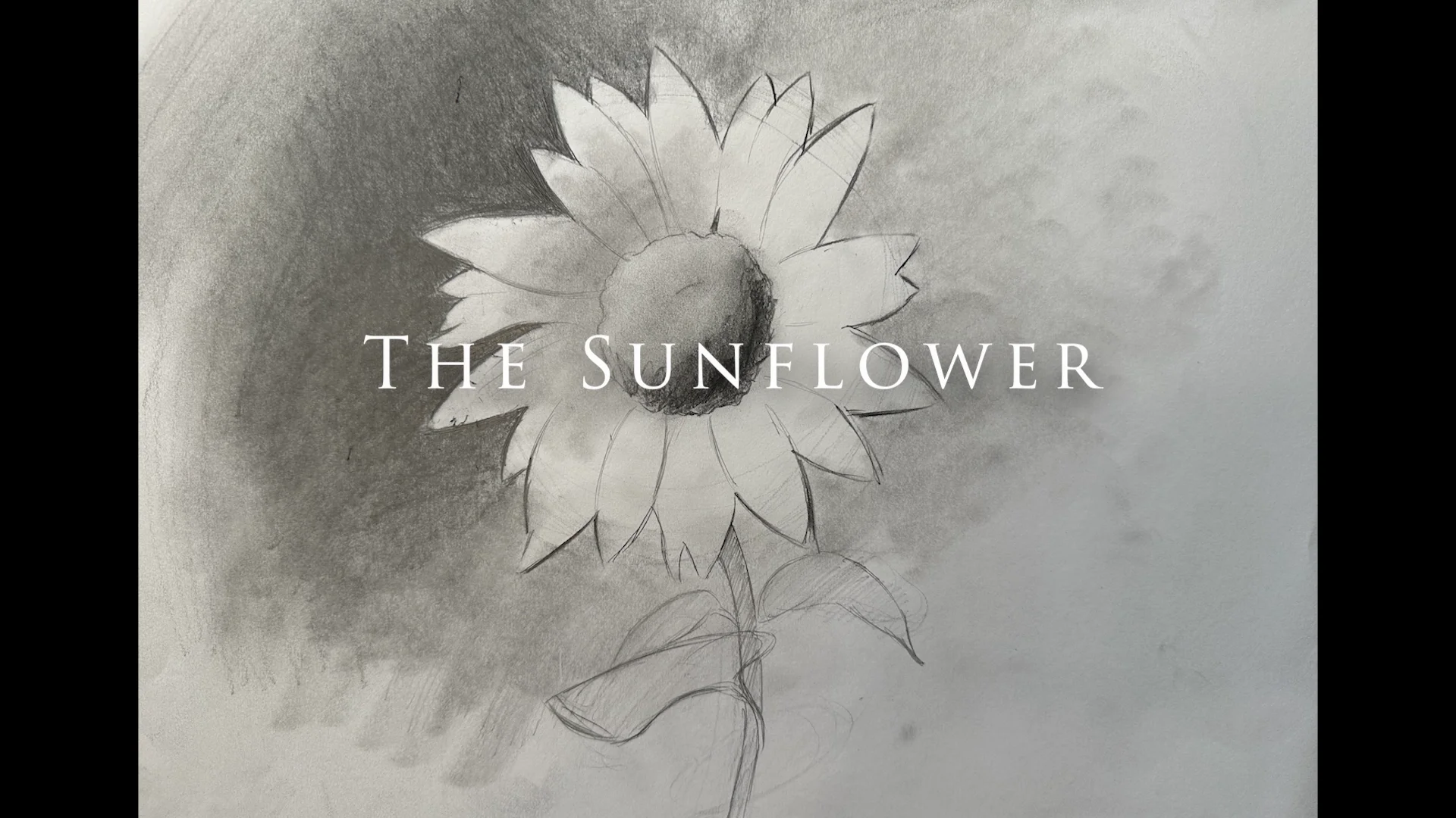 The Sunflower on Vimeo