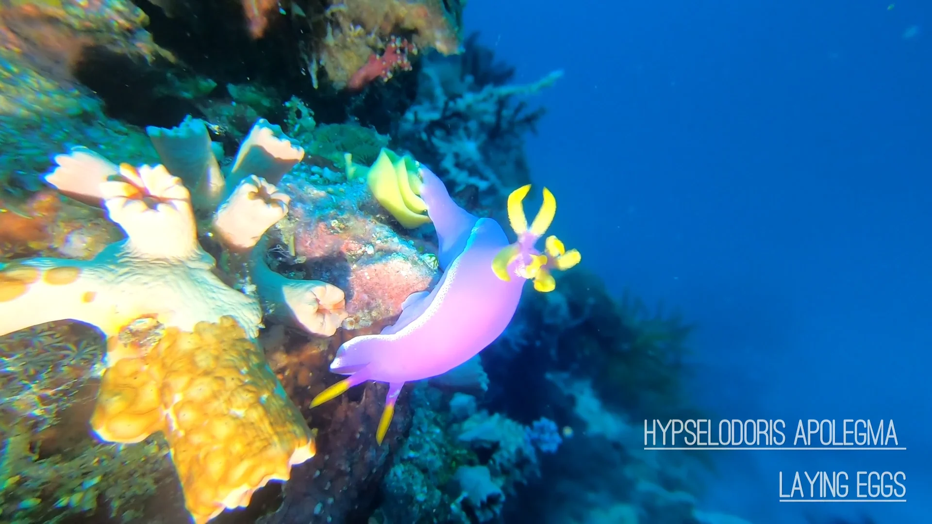 Scuba Diving the Philippines - Bohol and the little gem Cabilao on Vimeo