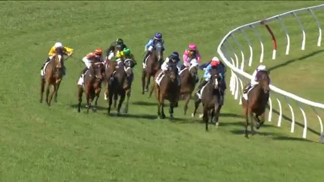 Shalaa - Stallion | Breednet