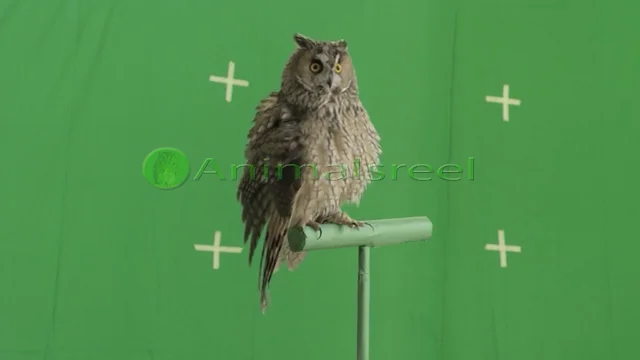 Owl_puffing_up_plumage_green_screen_video_30_A039_C007_0926R1E on Vimeo