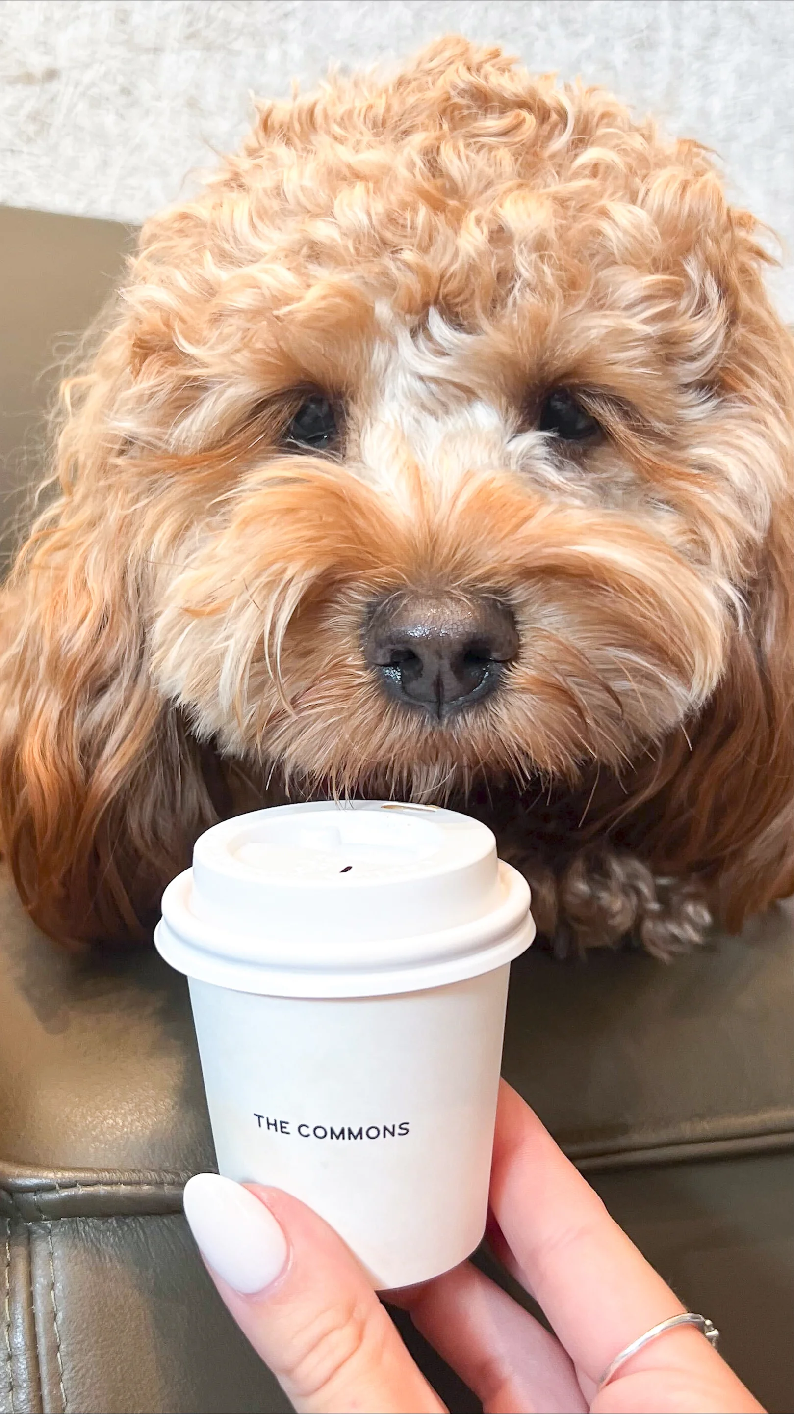 Home Page - Dogs on Vimeo