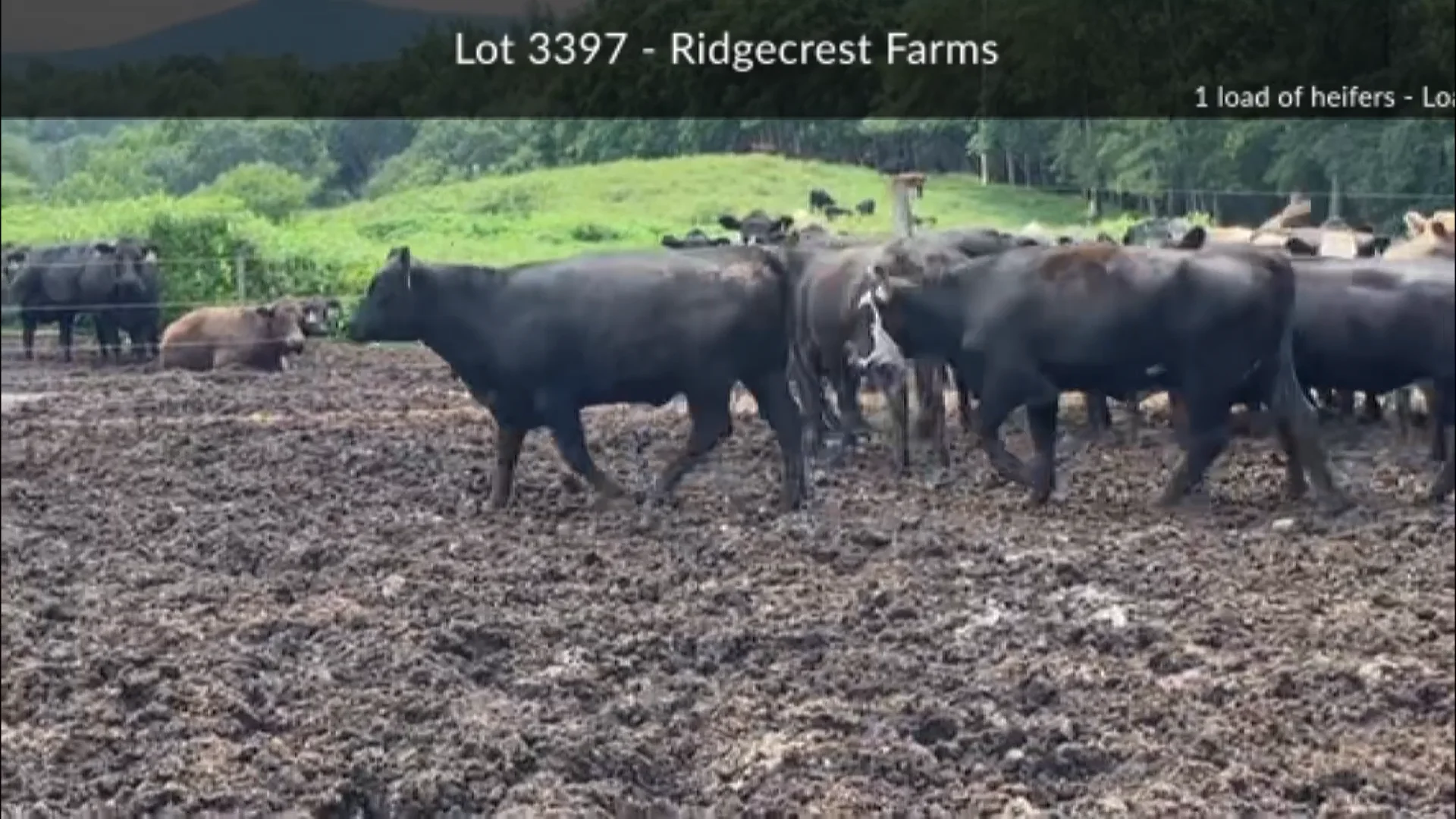 3397-Ridgecrest Farm on Vimeo