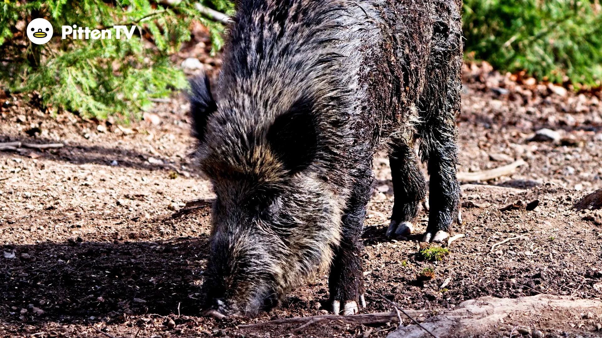 Wild_Boar_07 on Vimeo