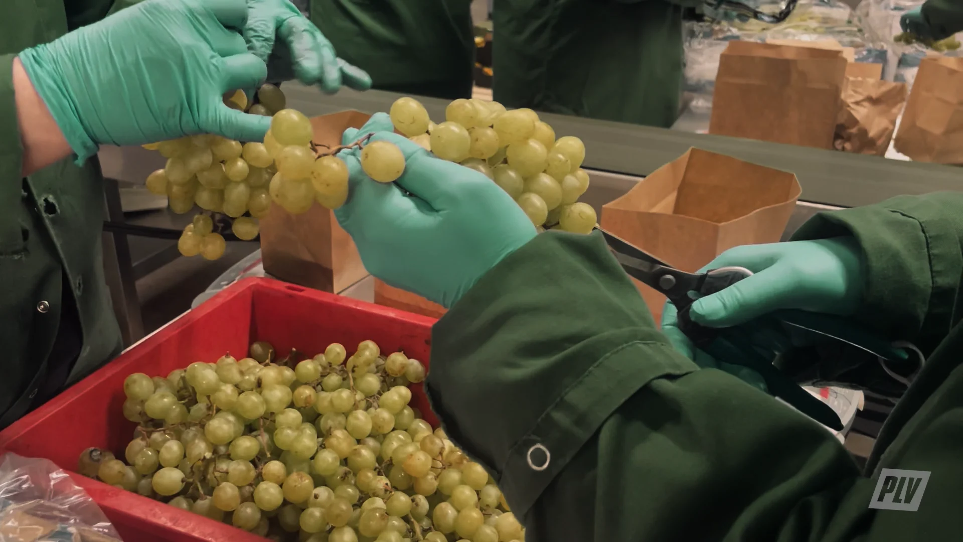 Repacking Grapes on Vimeo