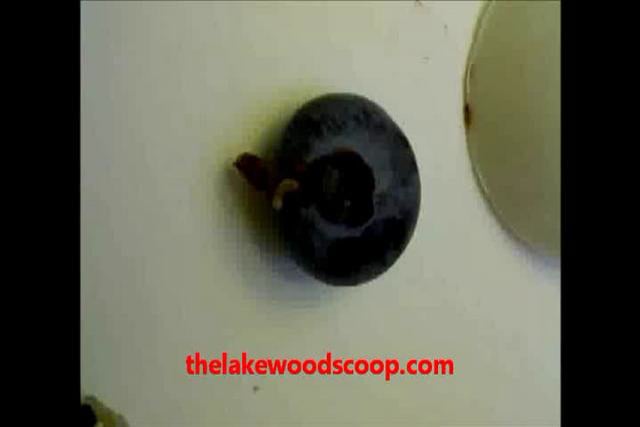 Live Worms Found In Blueberries on Vimeo