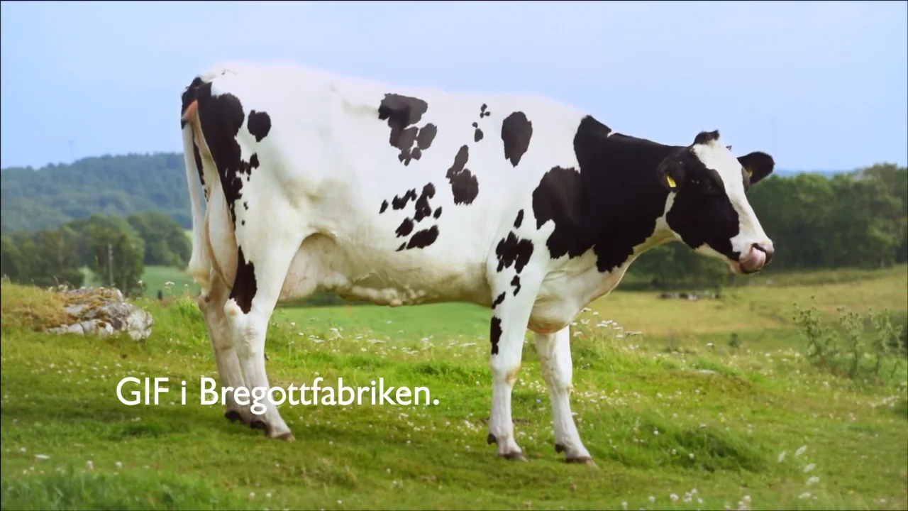 BREGOTT GIF on Vimeo