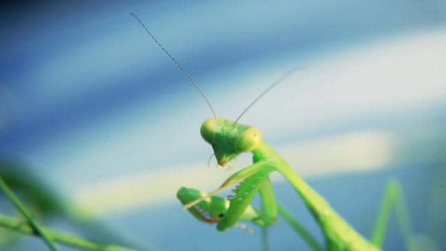 Macro Cinematography: Praying Mantis on Vimeo