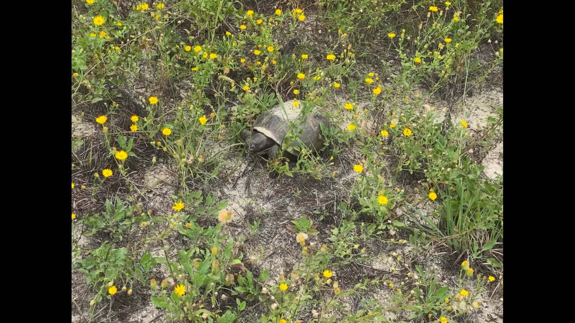 Gopher Tortoise Services | EcoLOGIC Environmental Services