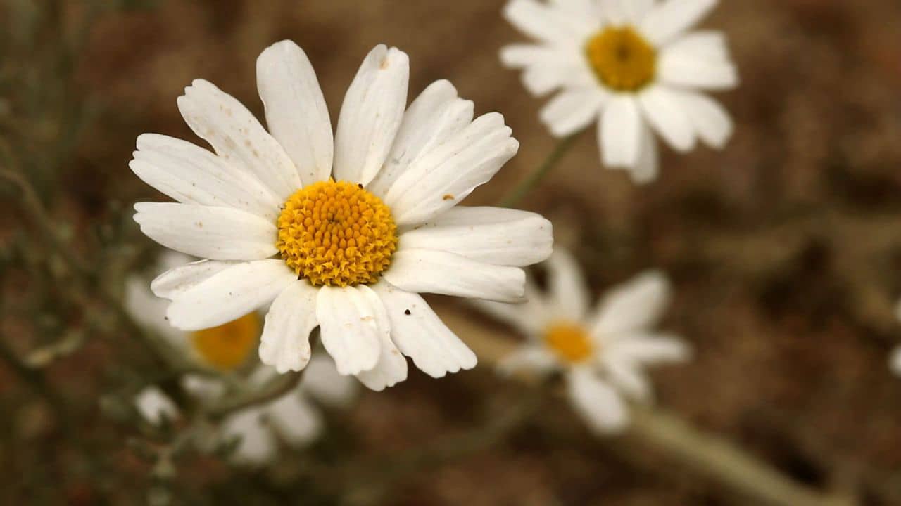 Kuwait's Desert in Spring الربيع في صحراء الكويت on Vimeo