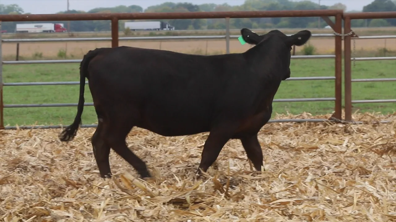 Butz Hill 3269 on Vimeo