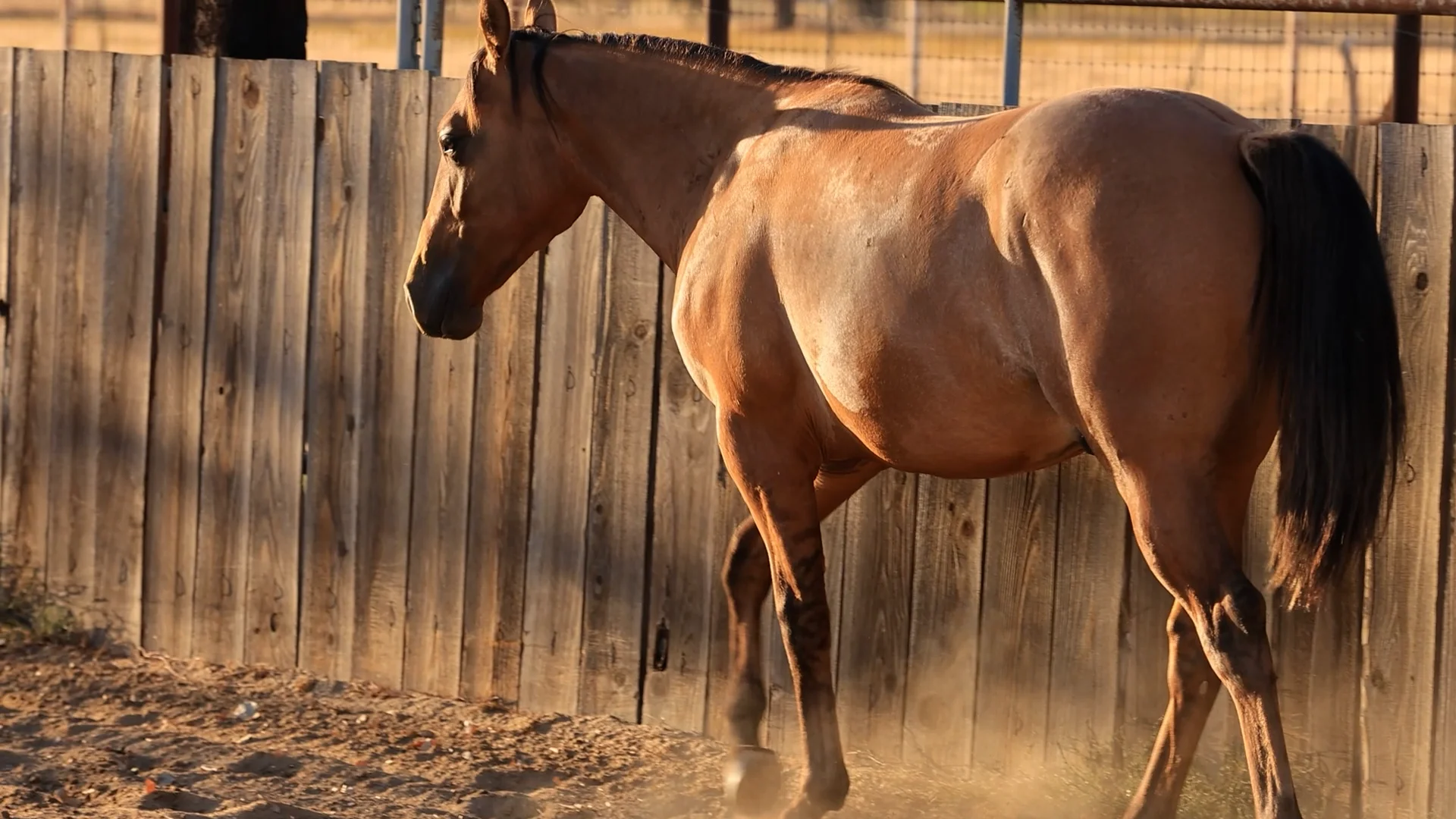 CORNDOGANDASLURPEE 2022 DUN STALLION on Vimeo