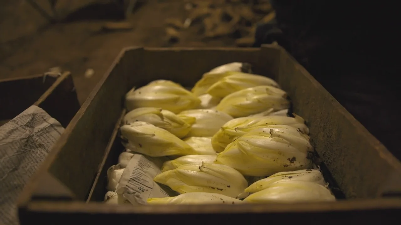 Brussels Grondwitloof - Zaden van eigen kweek