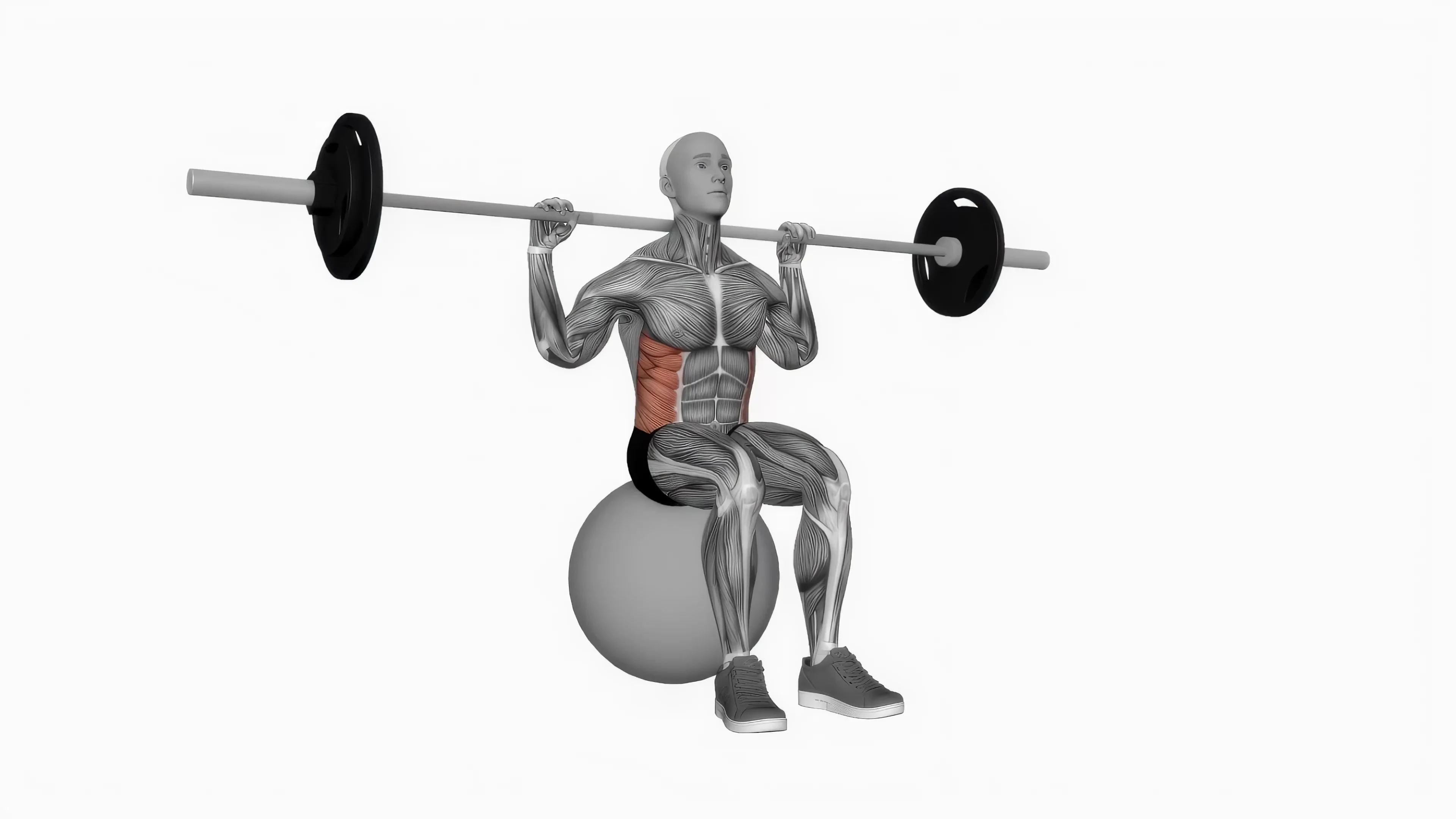 barbell-seated-twist-on-exercise-ball-fitness-exer-2023-02-27-09-20-08 ...
