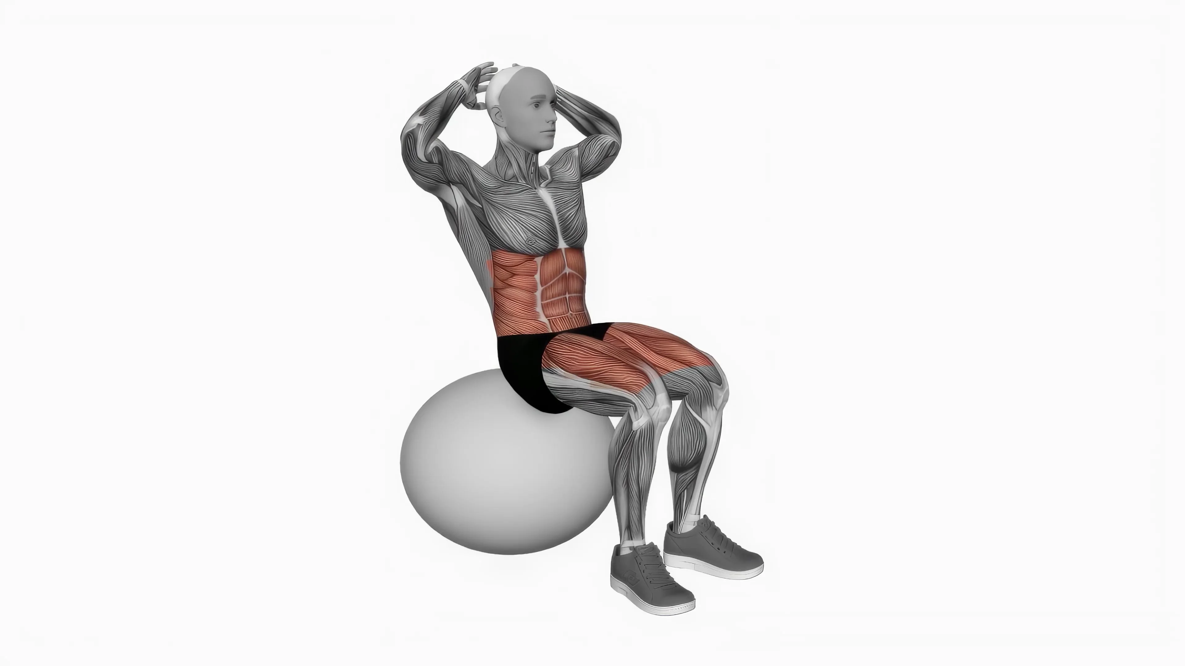 exercise-ball-sit-ups-fitness-exercise-workout-ani-2023-02-27-08-53-50 ...