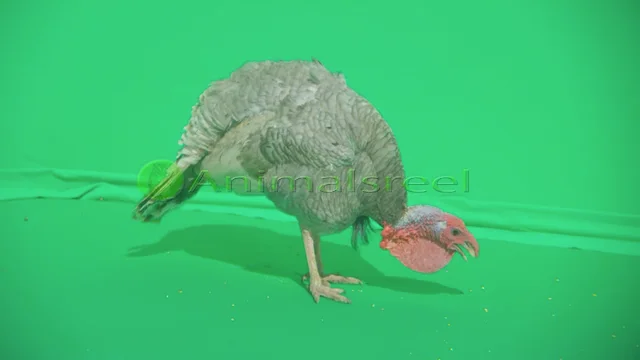 Turkey_standing_green_screen_video_10_C005_C013_01010Z on Vimeo