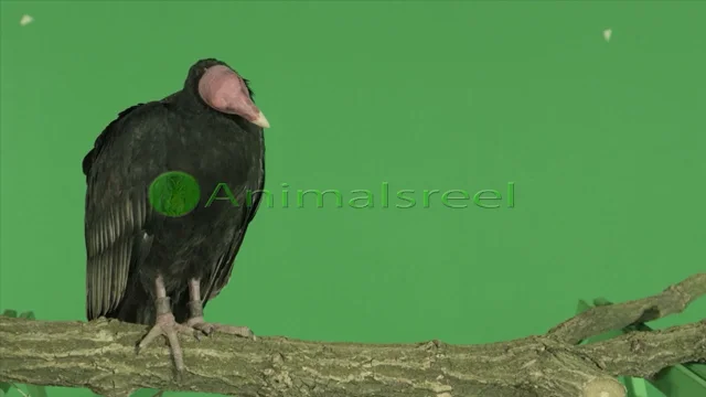 Turkey_vulture_perching_green_screen_video_10_A070_C019_1206VGQ on Vimeo