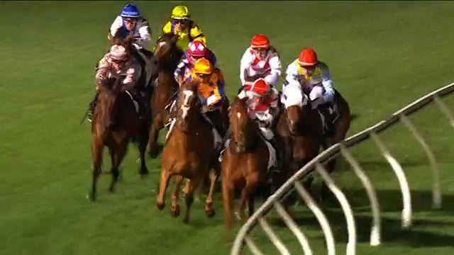 Star Witness - Stallion | Breednet