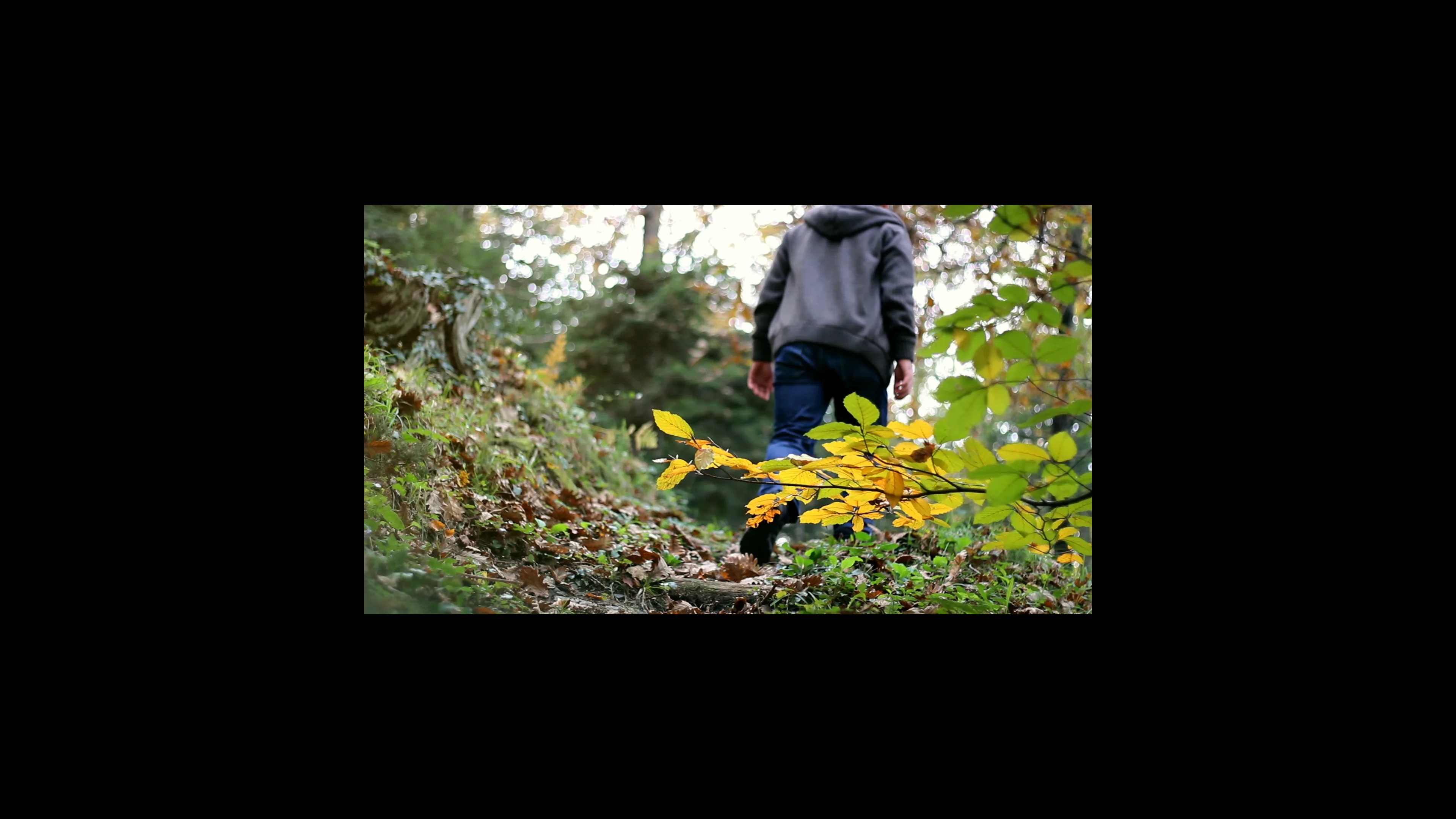 trees on Vimeo