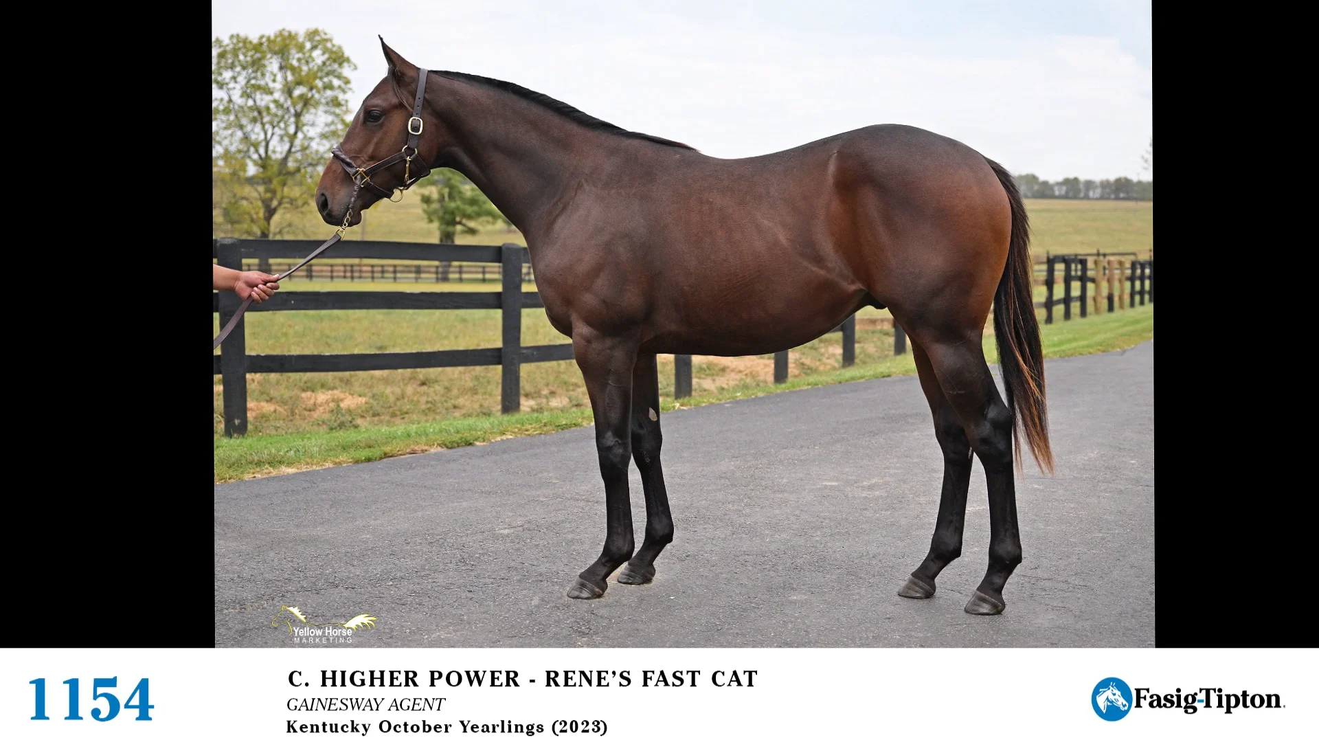 2023 Fasig-Tipton Kentucky October Yearling Sale: Hip #1154 Higher ...