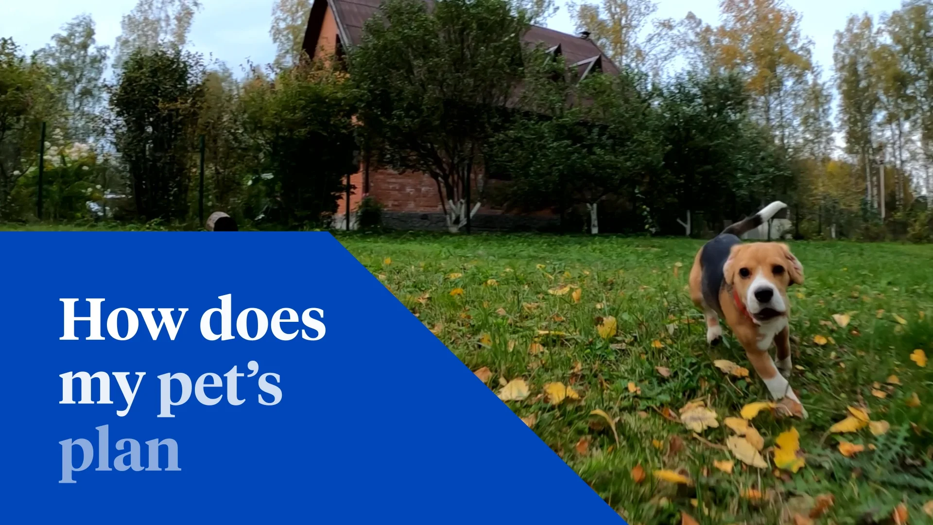 16968786022023-pug-how-does-my-plan-work-video-petsnationwide ...