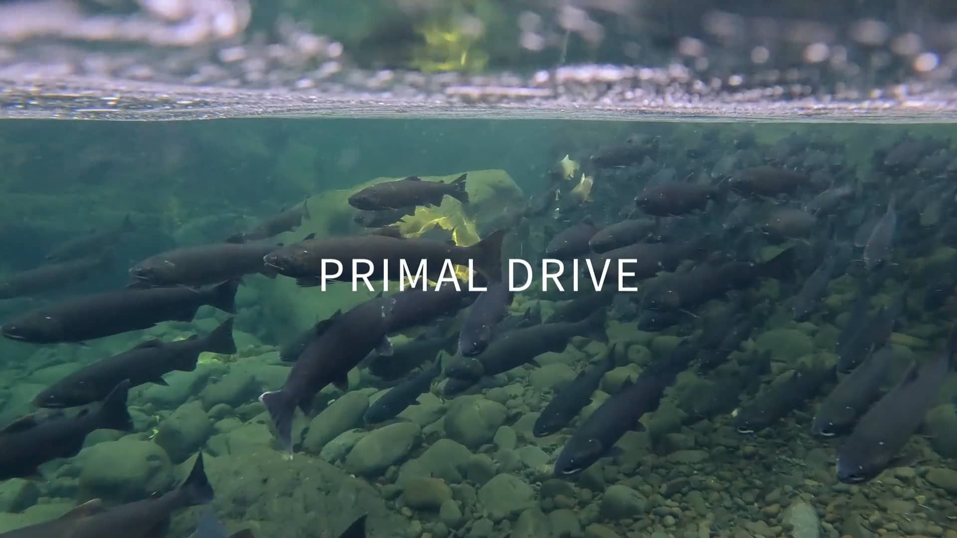Primal Drive on Vimeo