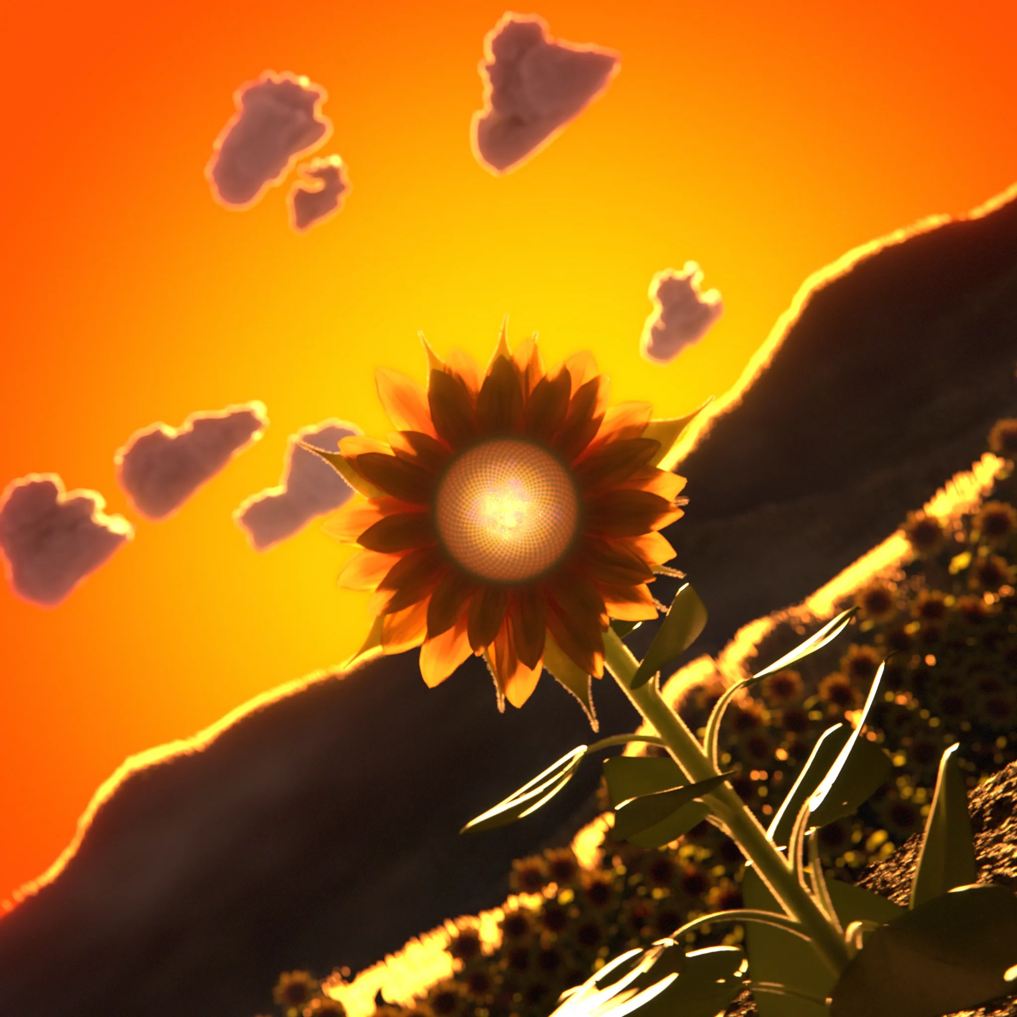 Sunflower Opening on Vimeo