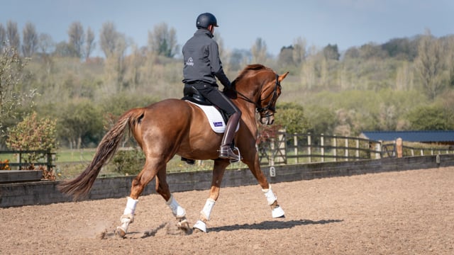 Equestrian Training Videos & Riding Exercises | Ridely