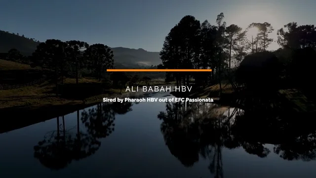 Ali Babah HBV on Vimeo