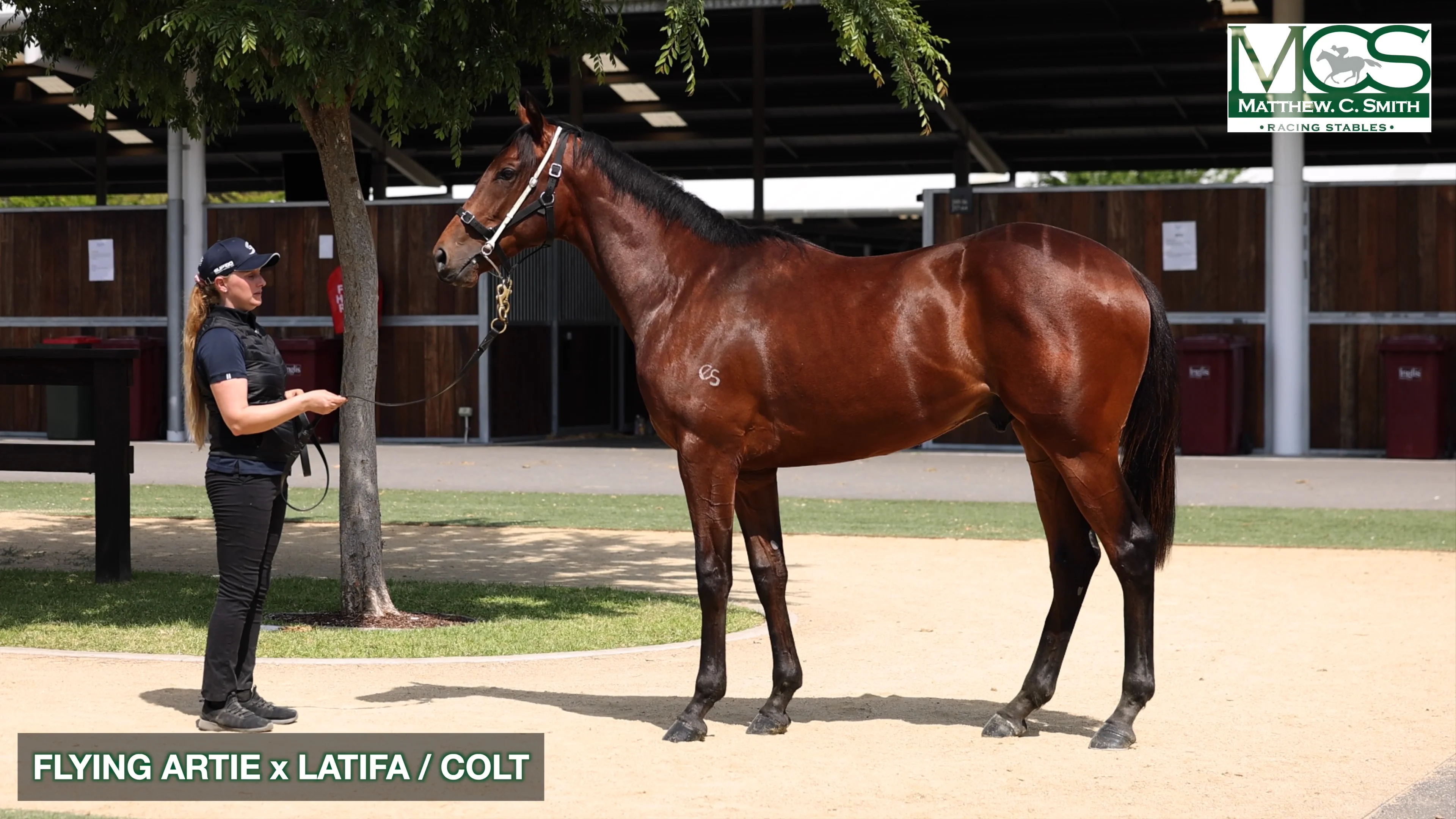 Flying Artie x Latifa colt on Vimeo