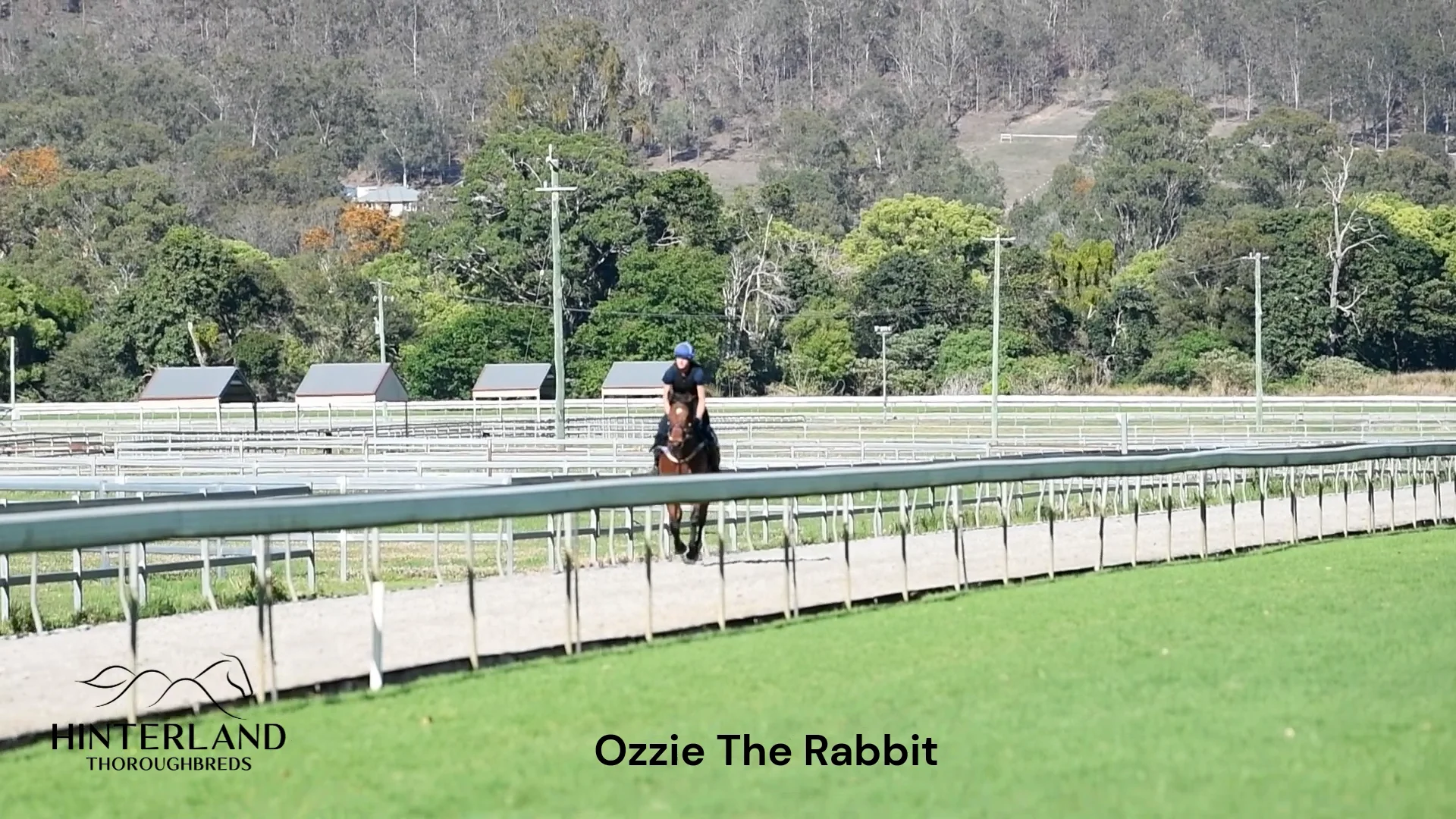 Ozzie The Rabbit on Vimeo