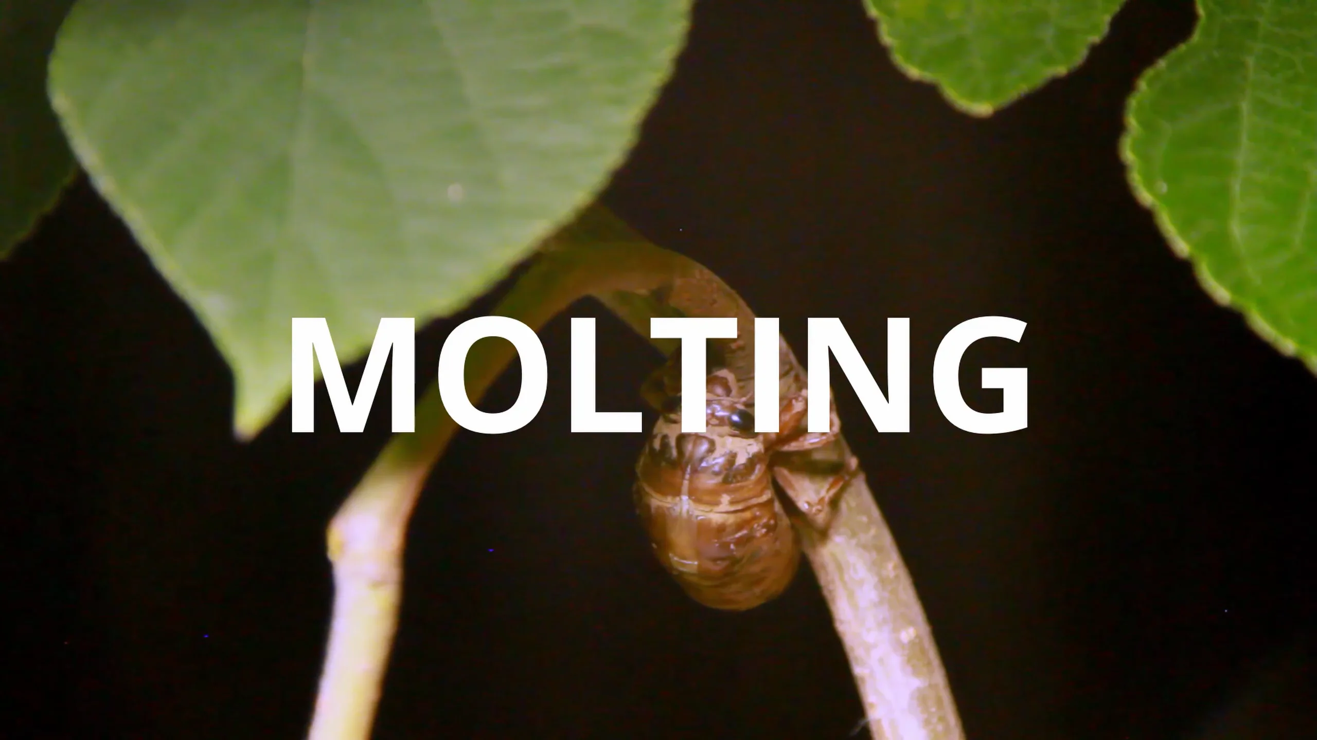 MOLTING on Vimeo