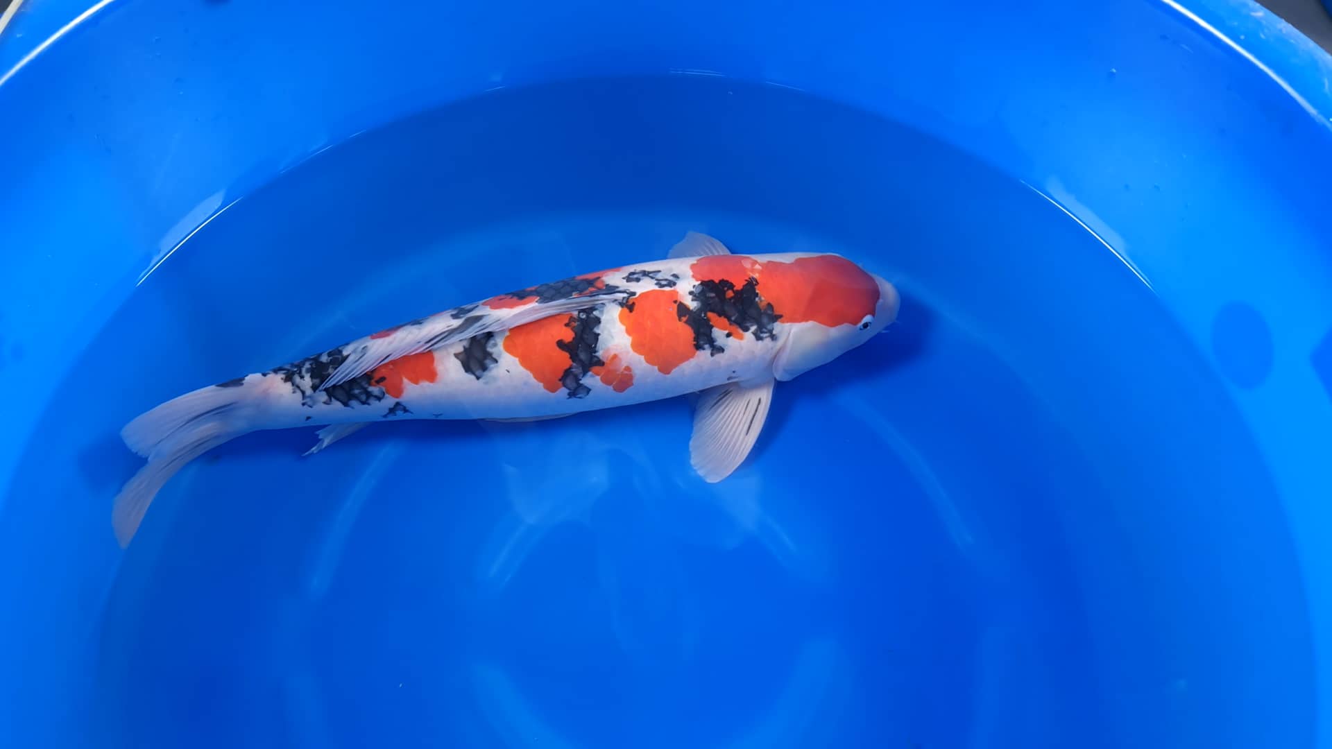 EV279-X TANIGUCHI SANKE F 5Y 75CM 5I2A5714(F4) on Vimeo