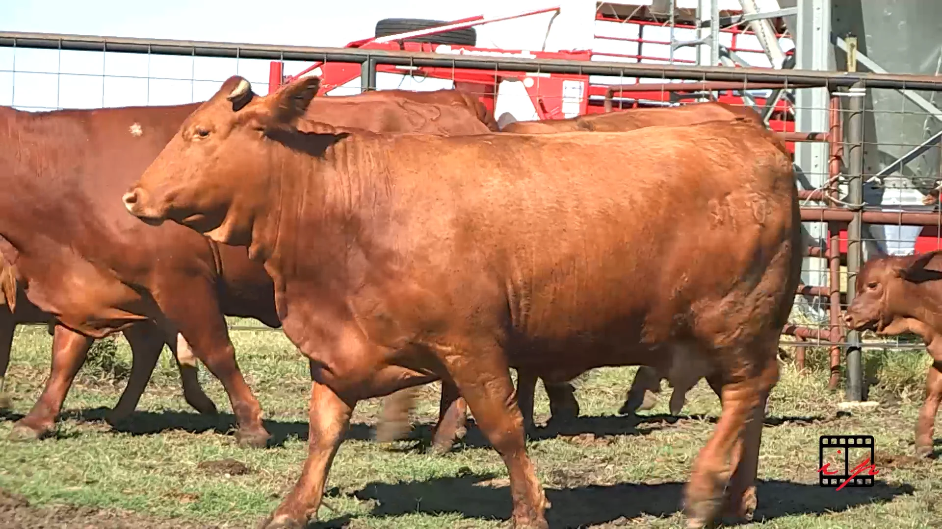 Red Pairs.mp4 on Vimeo