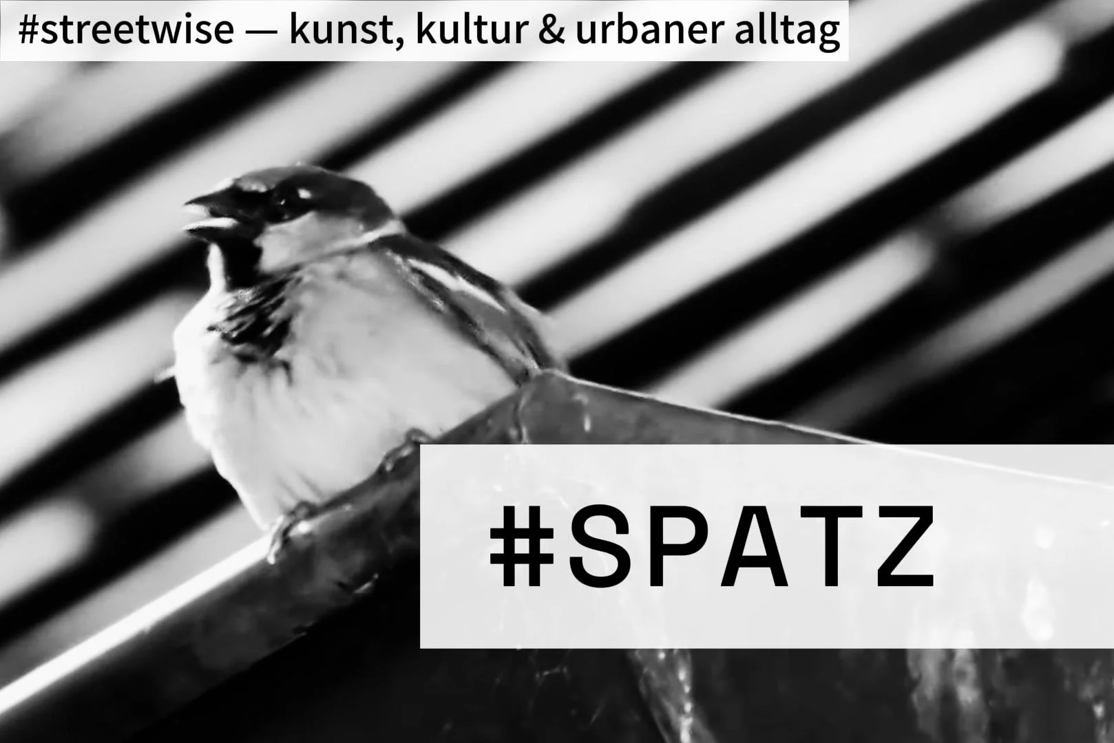 #SPATZ — oder wie der Spatz nach Basel kam... on Vimeo