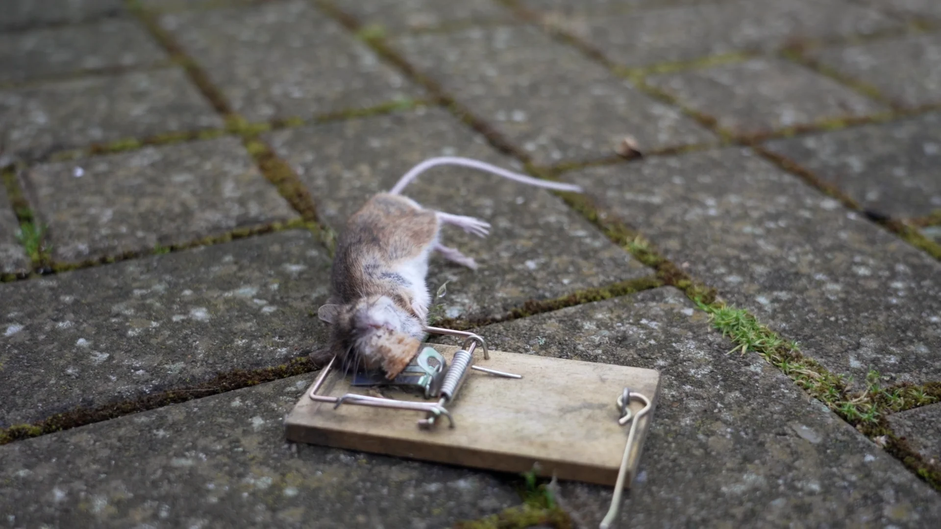 Unit 4 - Physical pest control methods - traps on Vimeo