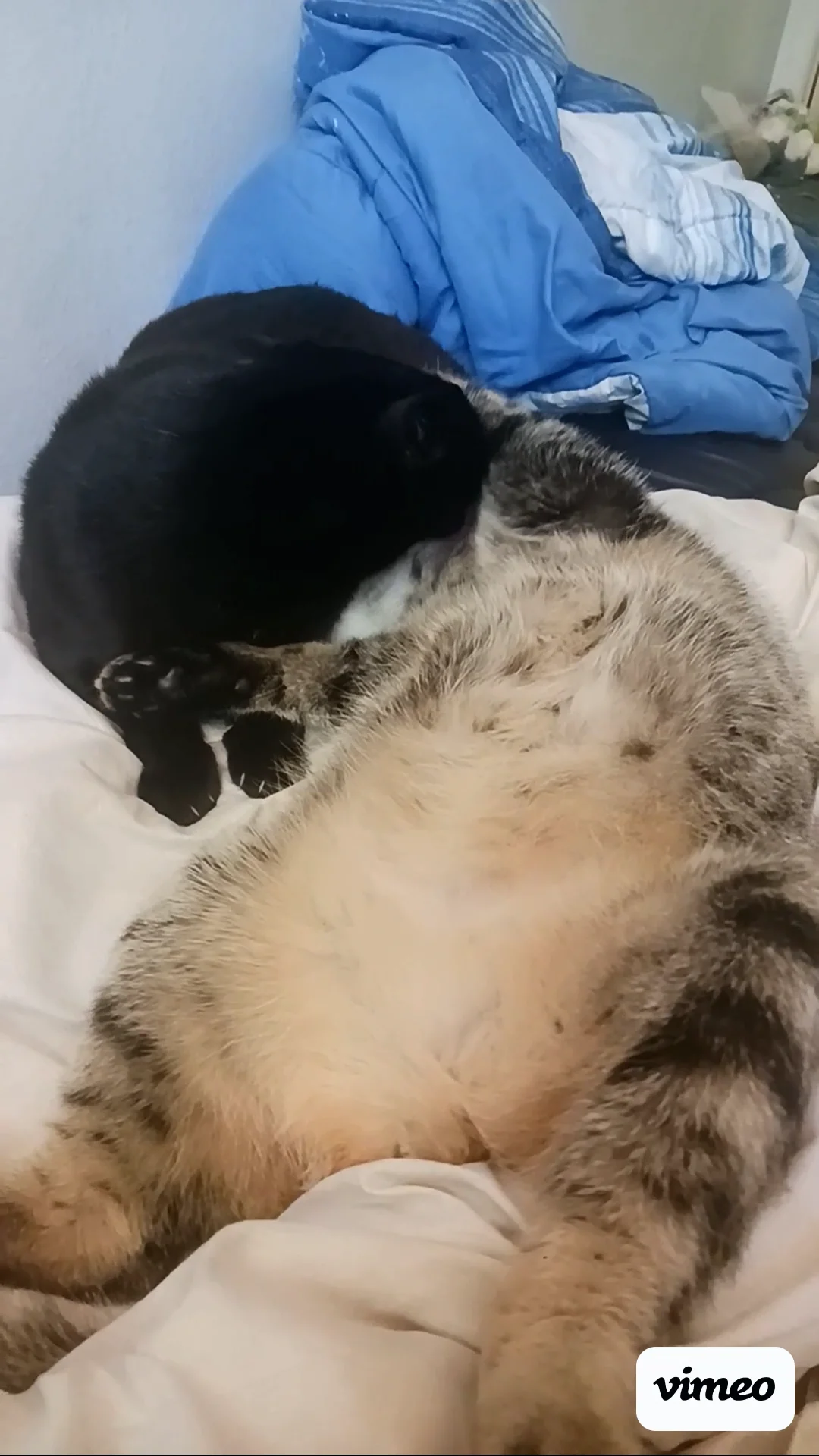 Look at the babies (Copy) on Vimeo