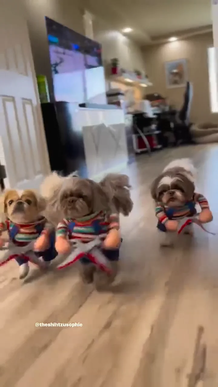 Dogs running with scissors Halloween