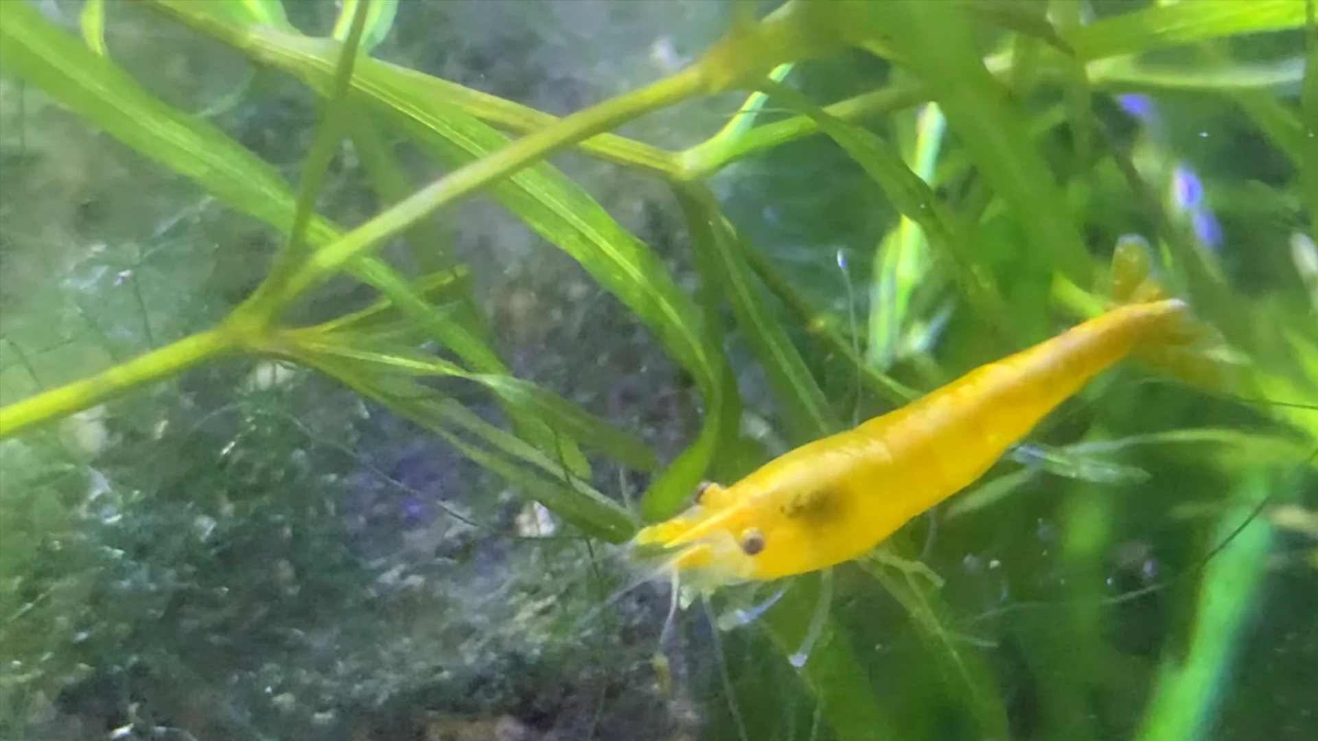 Crevette Neocaridina Davidi yellow neon on Vimeo