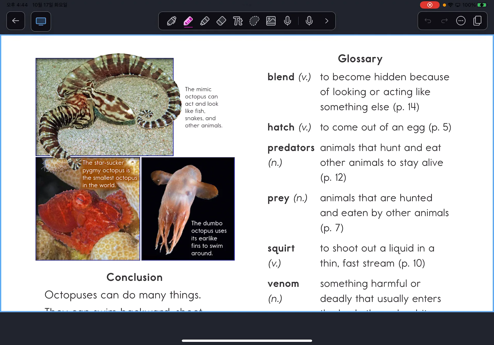 Raz J - the amazing octopuses on Vimeo