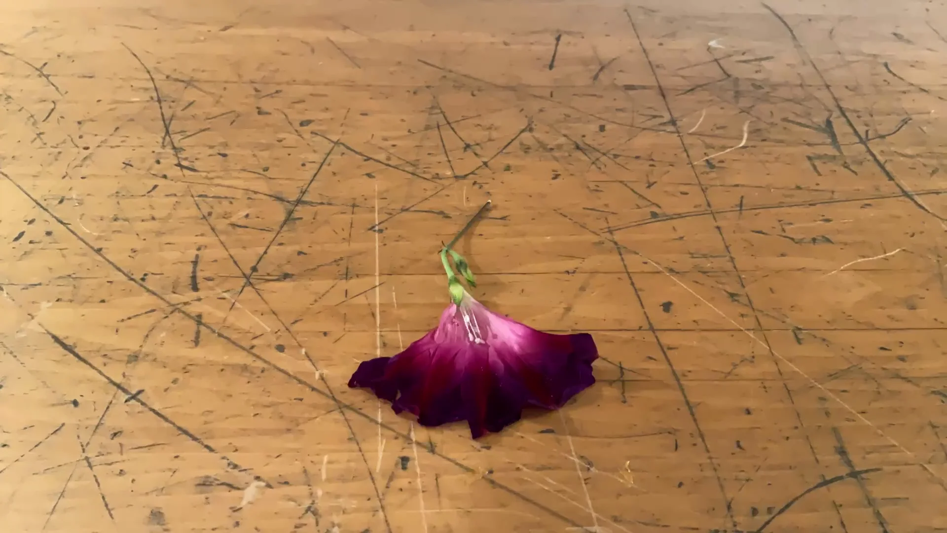 A Flower Plucked Off The Vine on Vimeo