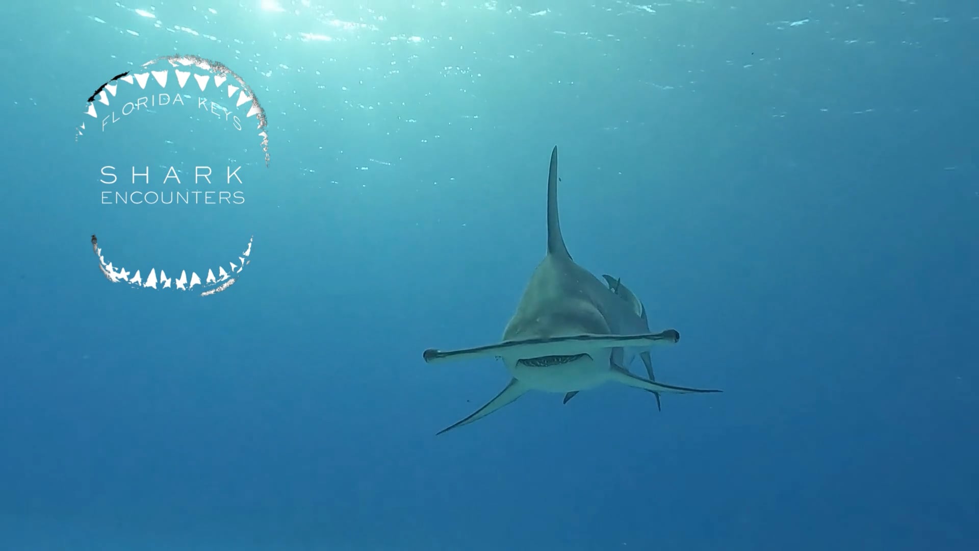 Florida Keys Shark Encounters and Awareness