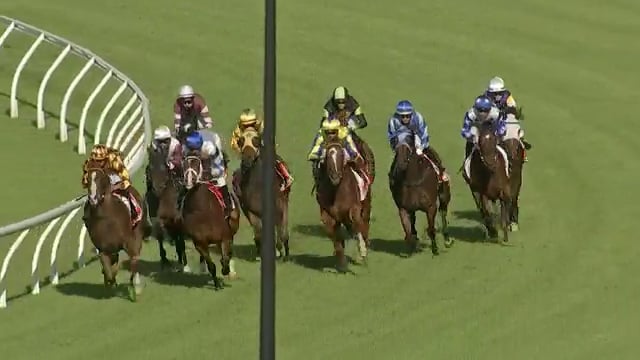 Shalaa - Stallion | Breednet