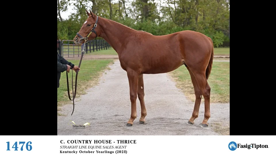 2023 Fasig-Tipton Kentucky October Yearling Sale: Hip #1476 Country ...