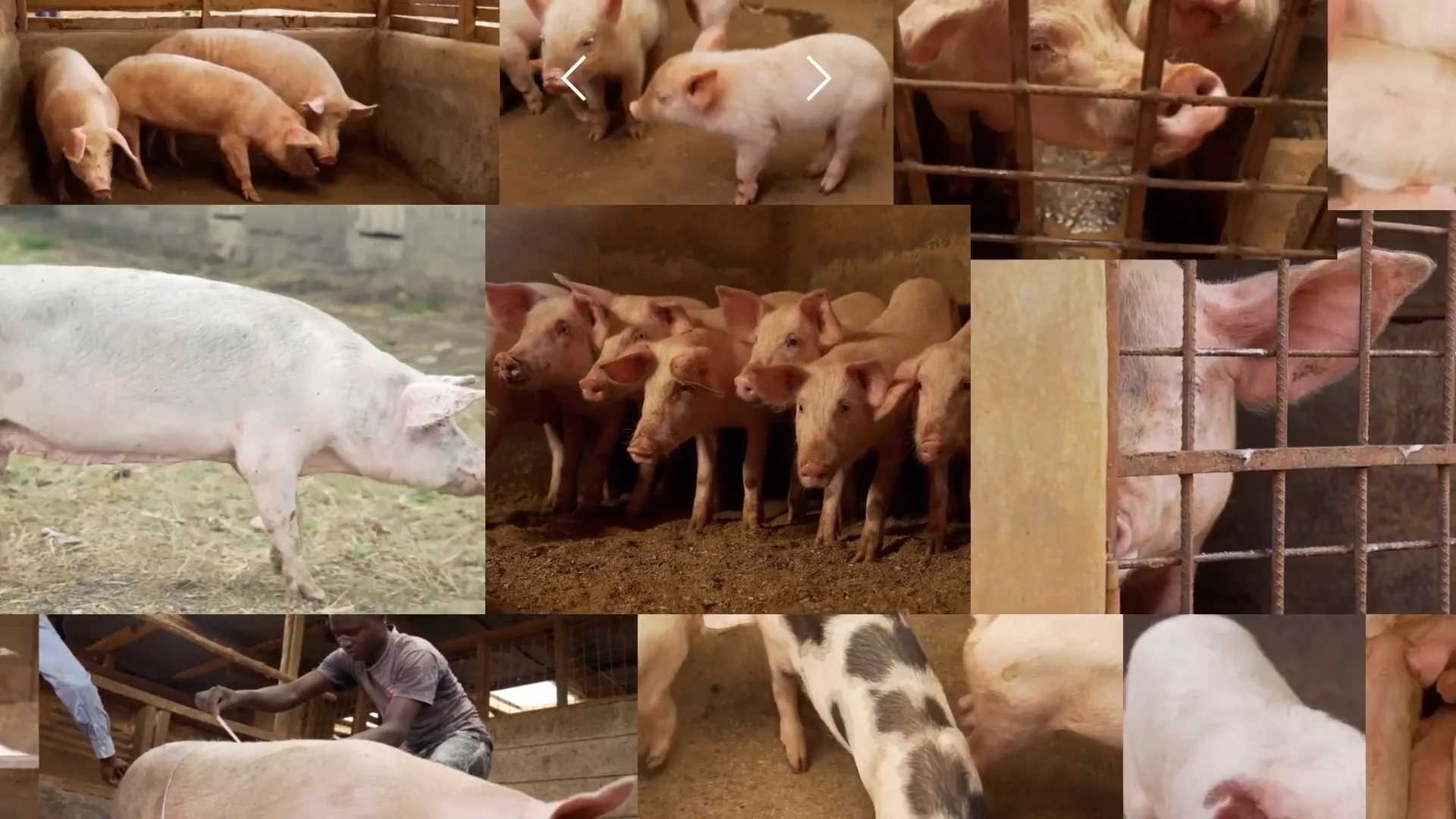 t2_construction_of_pig_sty_kinyarwanda_(copy) (Original) on Vimeo