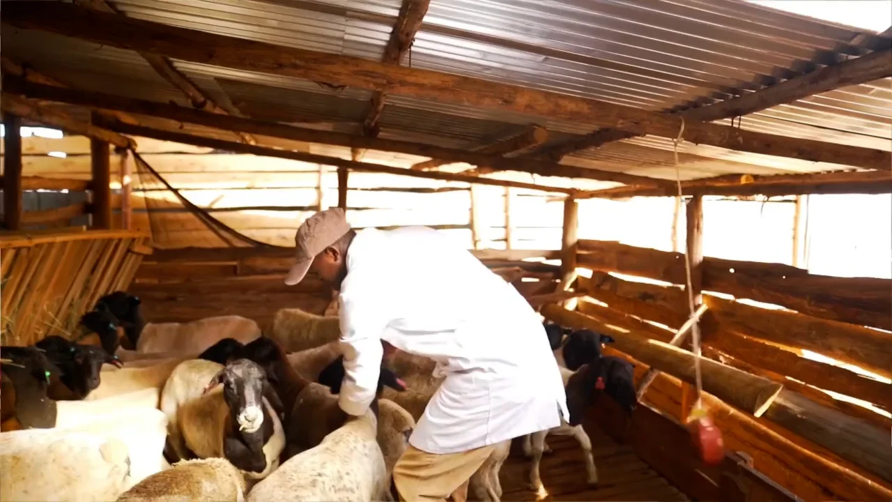topic_2-_general_disease_management_of_goats_&_sheep (Original) on Vimeo