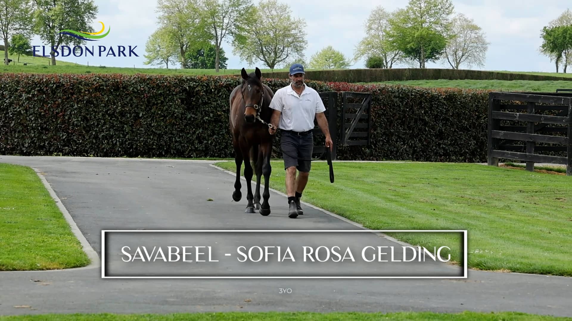 2020 Savabeel x Sofia Rosa gelding on Vimeo