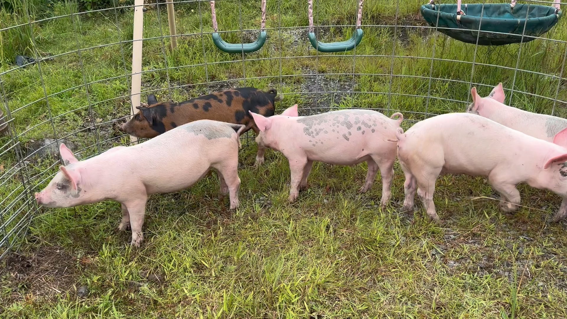 Big Island Hog Farm - Big Island Hawaii, Pigs, Livestock Dealer