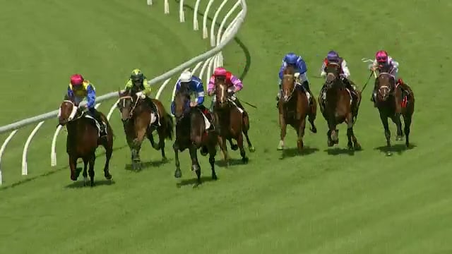 Shalaa - Stallion | Breednet