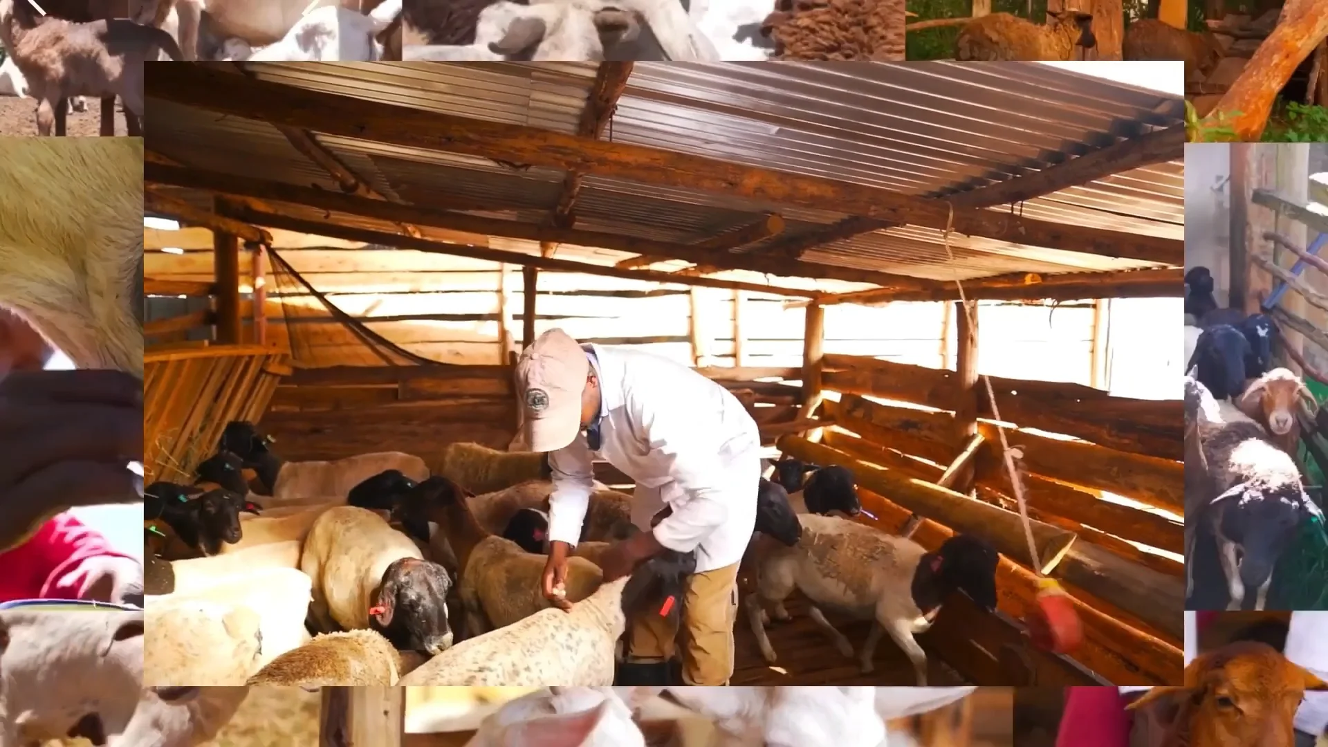 topic_1-_an_introduction_to_goat_&_sheep_farming-swahili_(copy)_(1080p ...